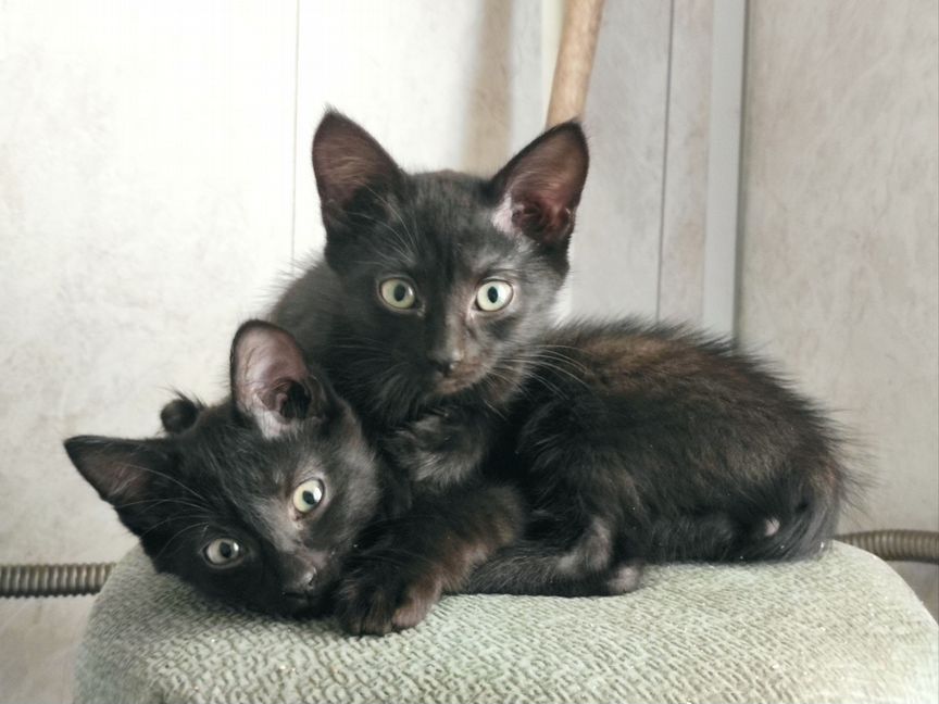 Котята удачи