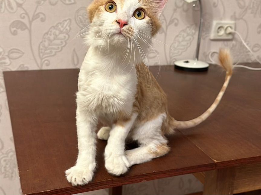 Котенок прилипала