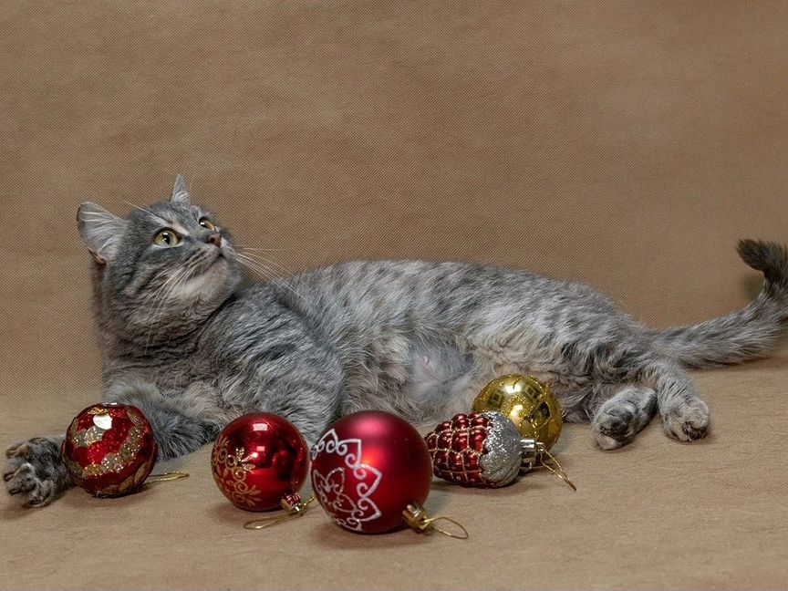 Кошка в дар