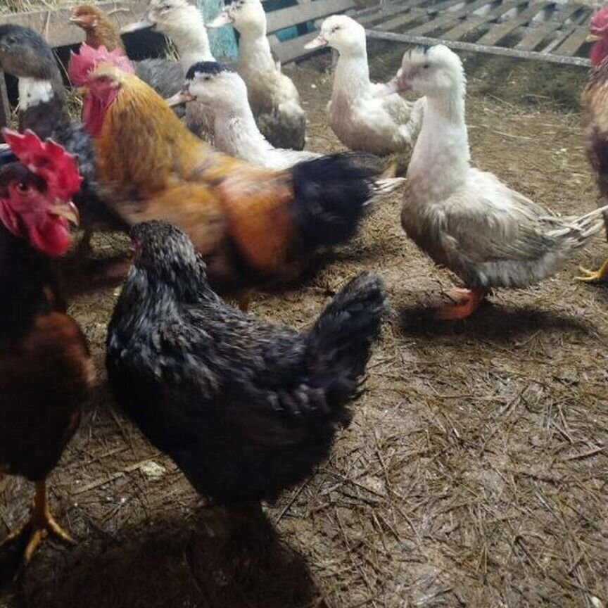 Утки, петухи