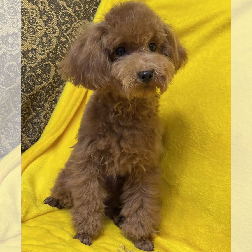 Кавапу, щенок