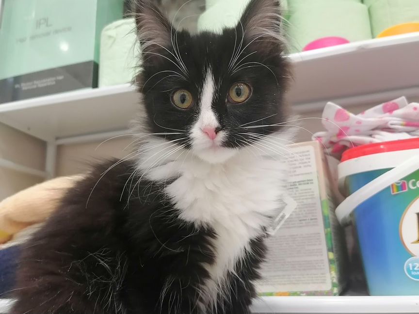 Две малышки Сушка и Ватрушка ищут дом