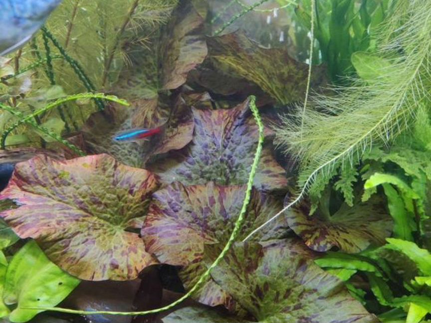 Растение для аквариума нимфея