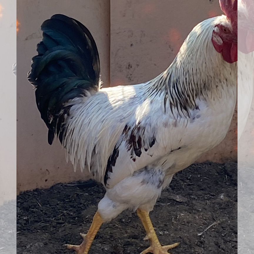 Петухи разных пород.Петухи очень активные,красивые