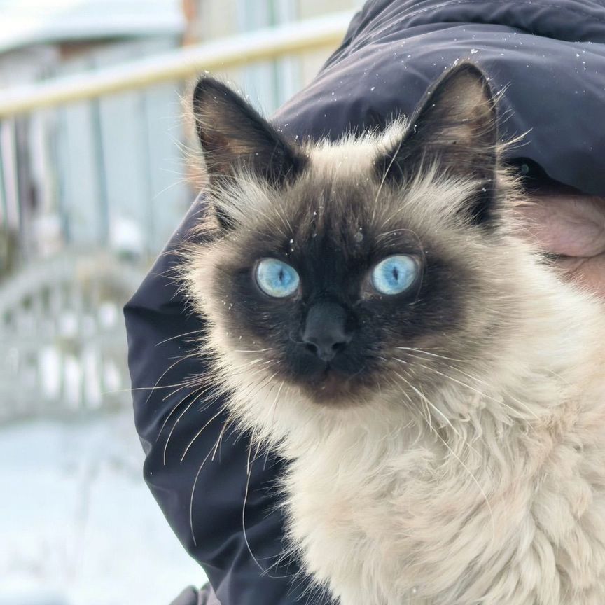 Тайская кошка