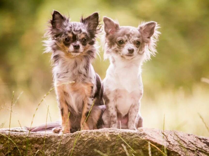 Чихуахуа скор клуб и другие породы Р-н-д