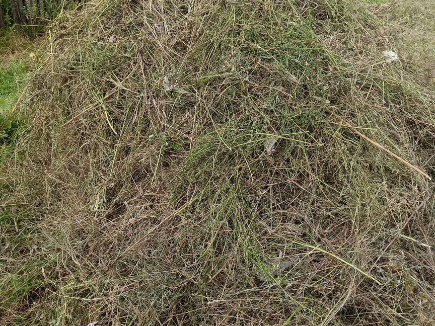 Отдам сено готовое сухое скошенной косой