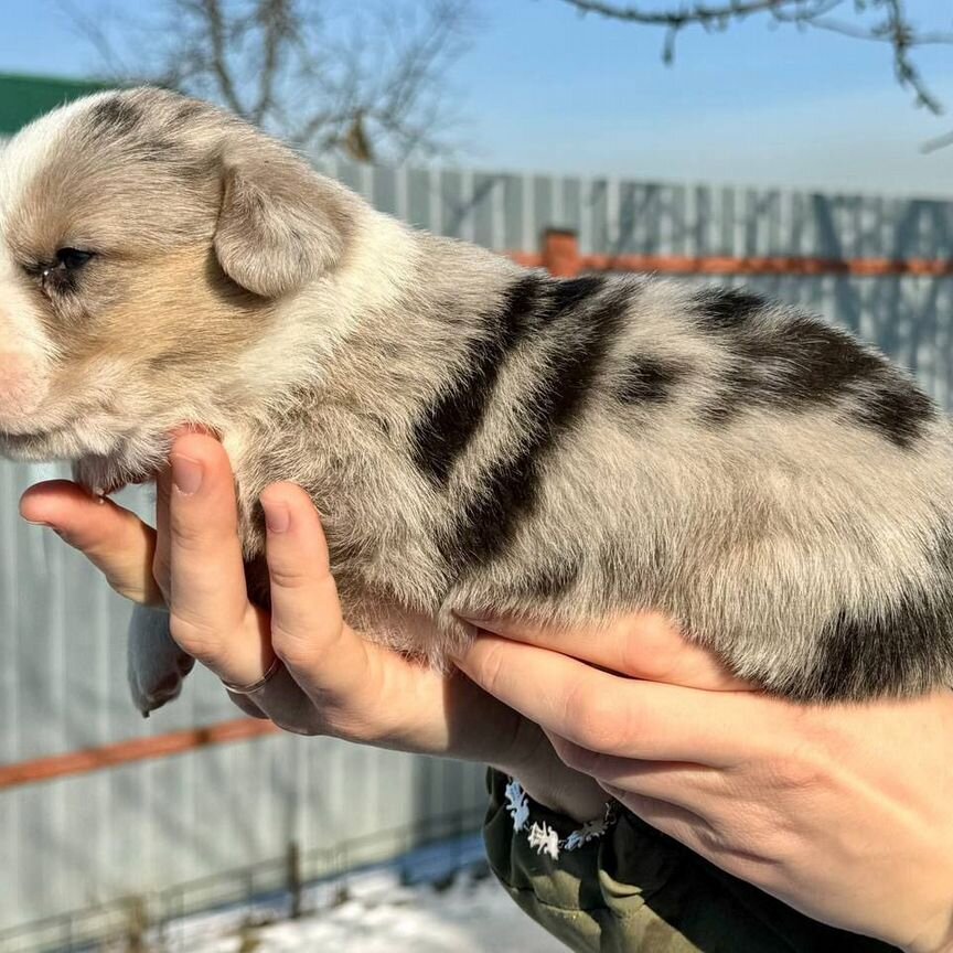 Девочки кардиган
