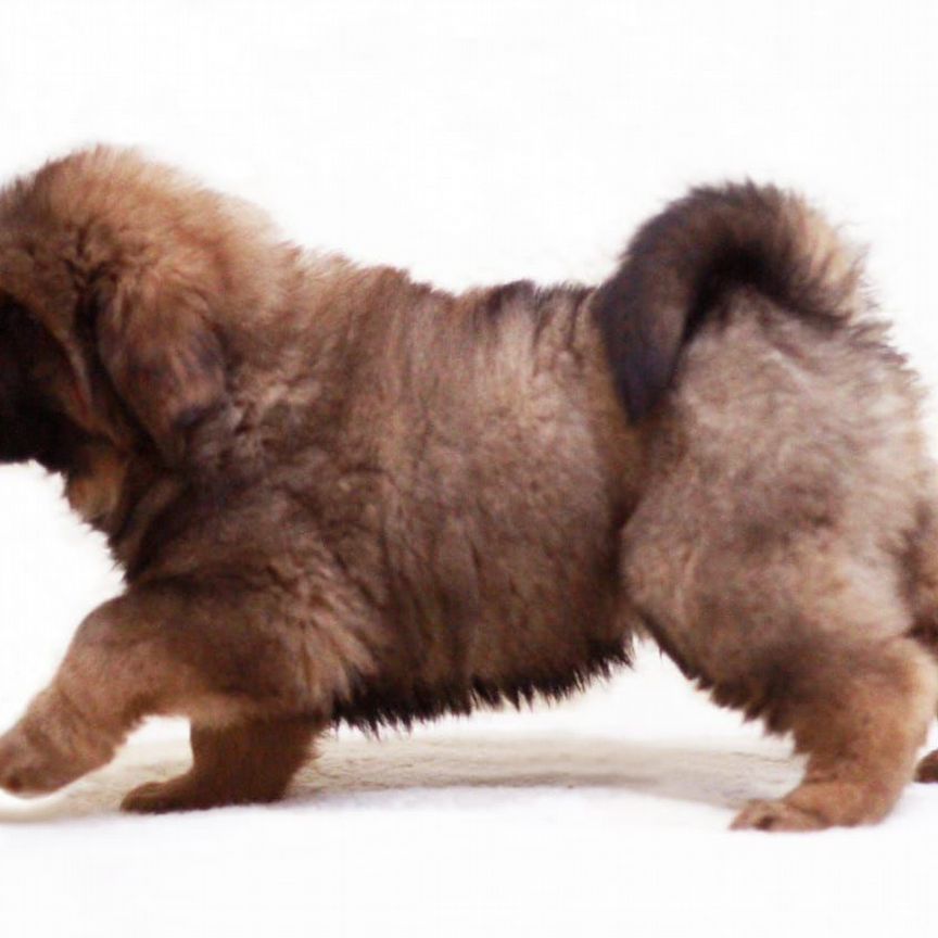 Щенки Тибетского Мастифа,есть выбор (доставка)