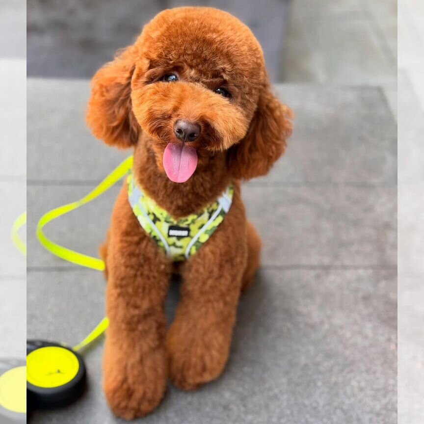 Той-пудель, щенок