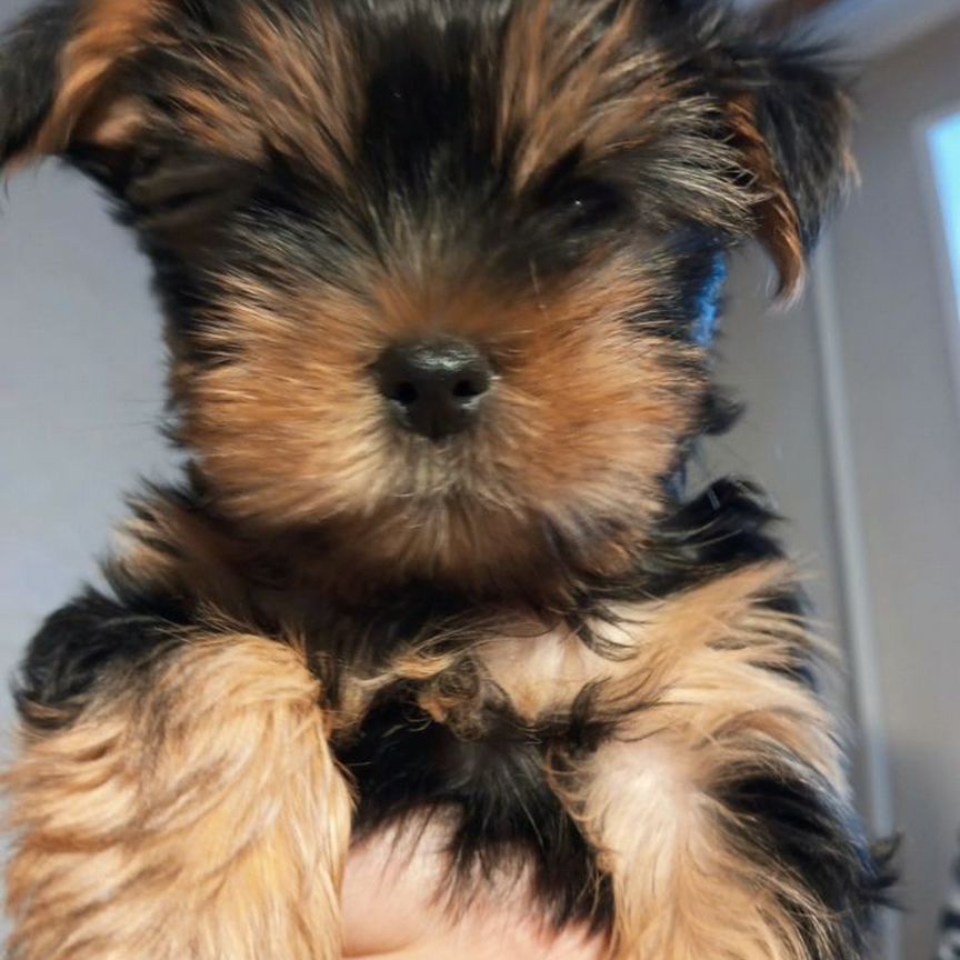 Йоркширский терьер щенки стандарт