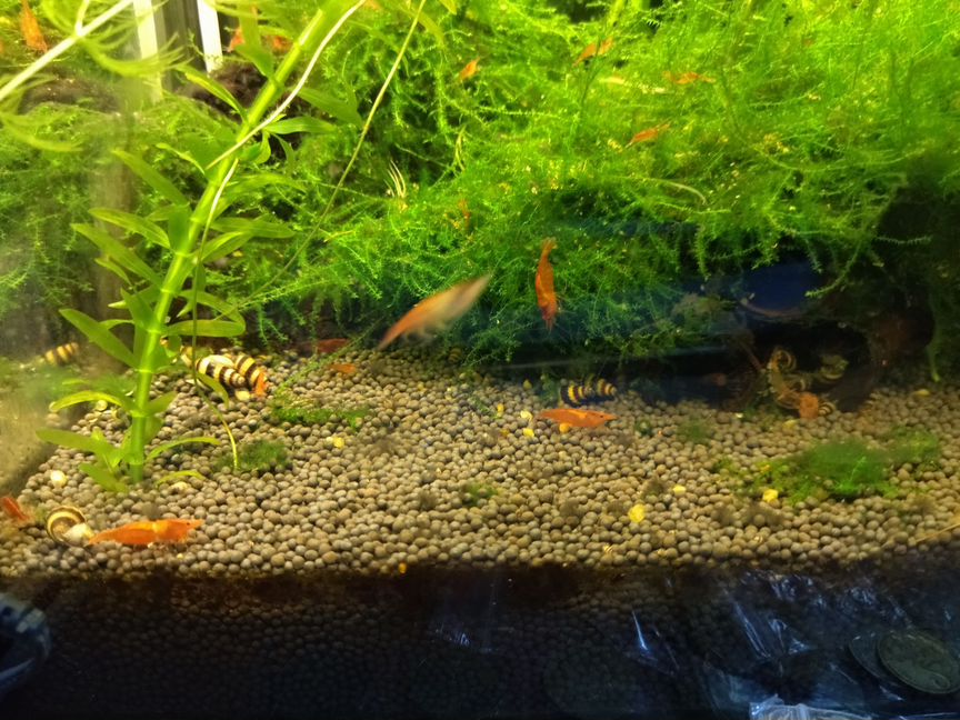 Аквариумистика