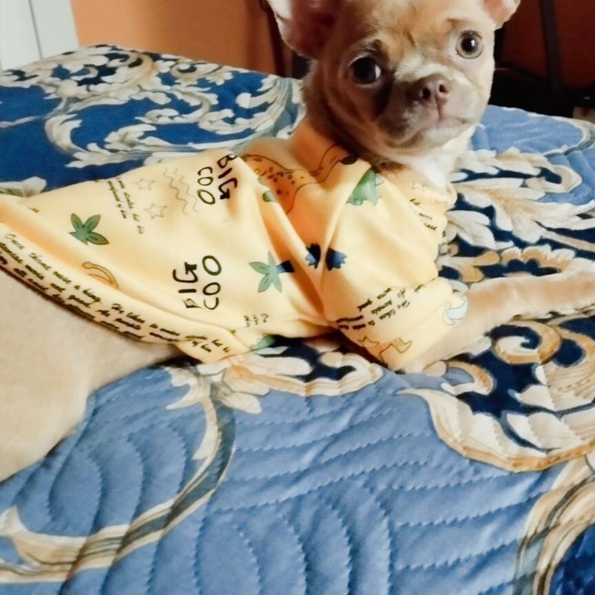 Милая девочка чихуахуа