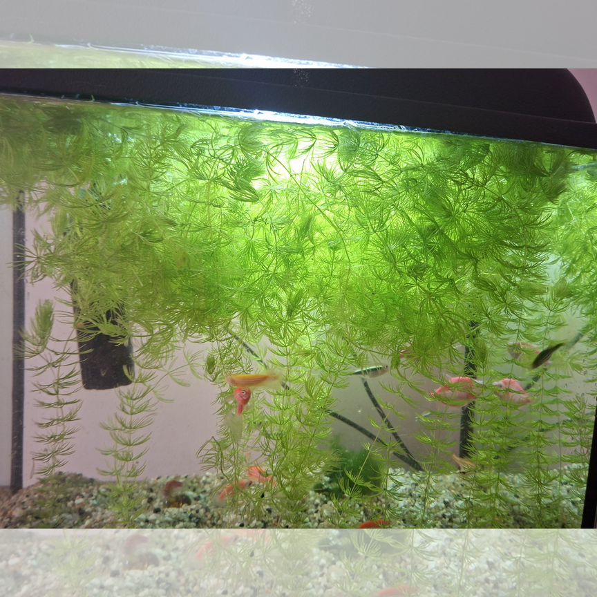 Роголистник