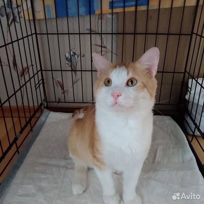 Рыжий кот Эмиль ищет дом