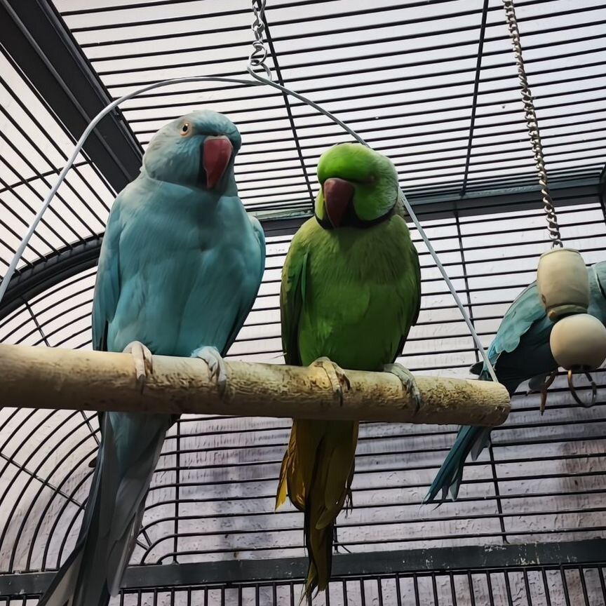 Ожереловый попугай (только парой)