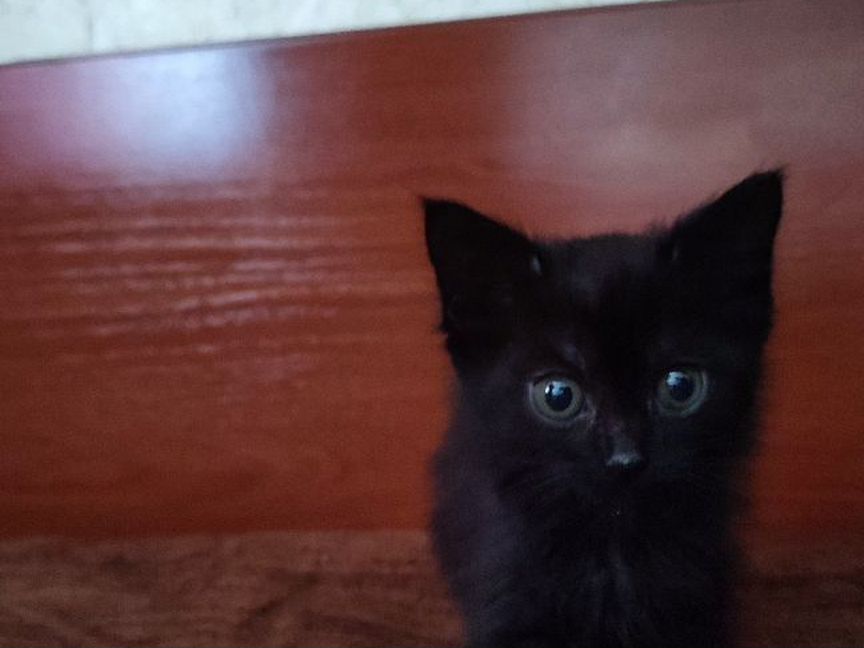 Смышлёный котёнок ищет дом