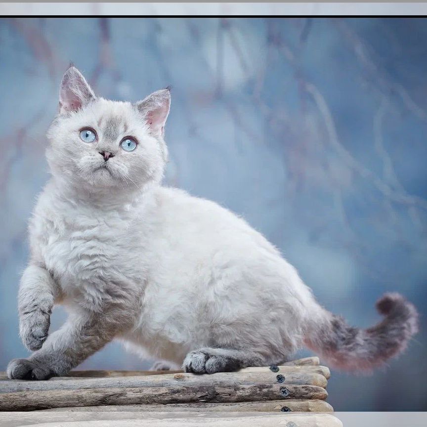 Селкирк рекс, кошка овечка