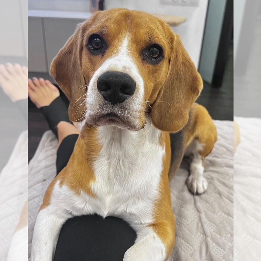 Вязка кобель бигль