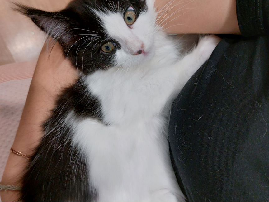 Котёнок мейн-кун