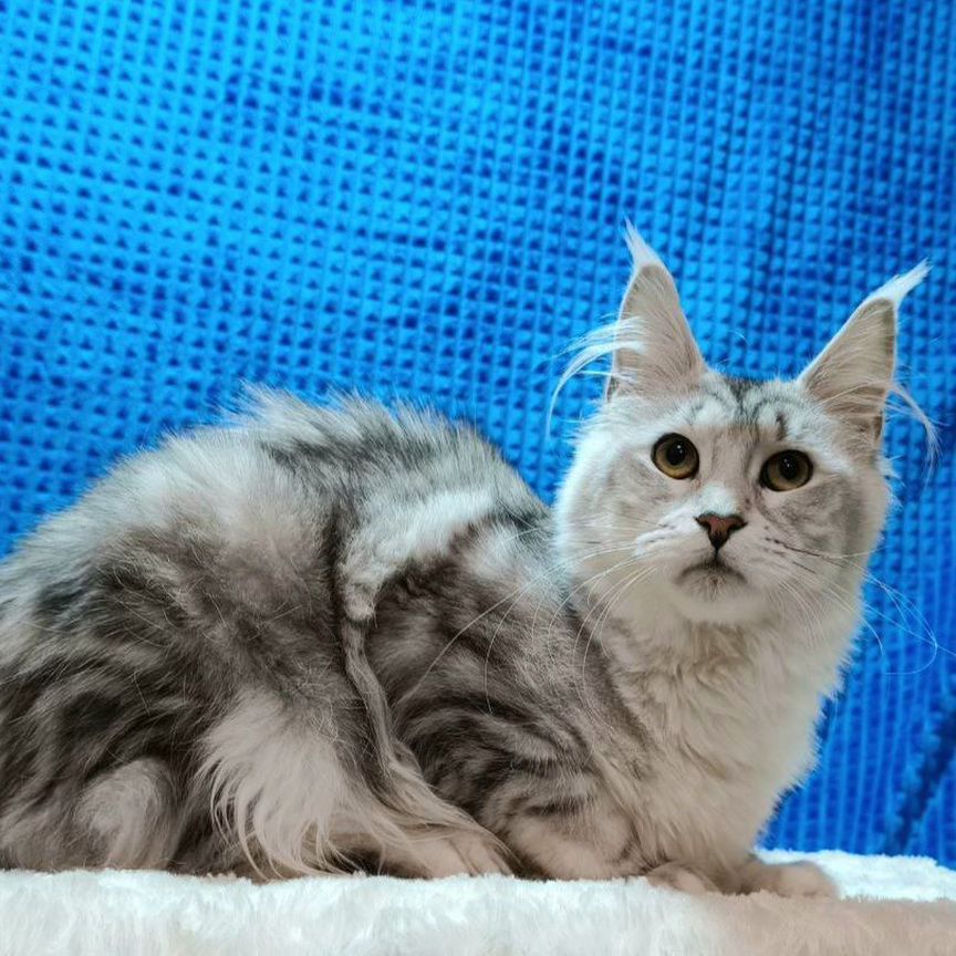 Мейн-кун котёнок