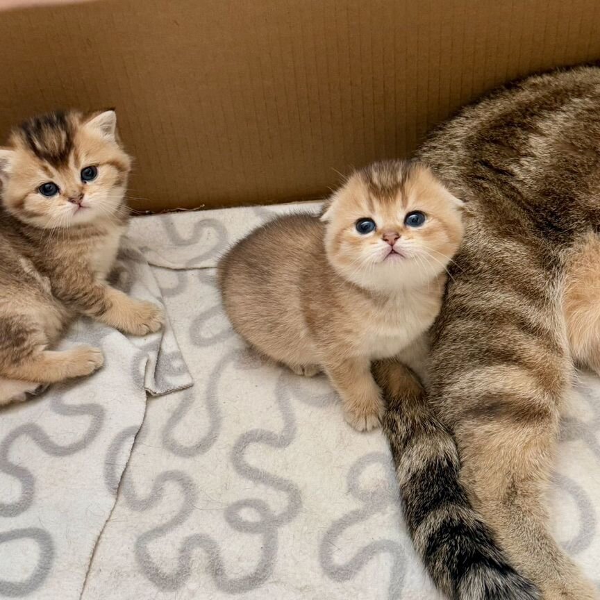 Шотландские котята