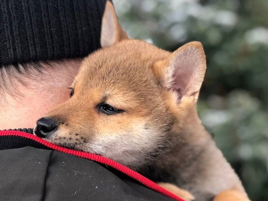 Сиба ину маленького размера