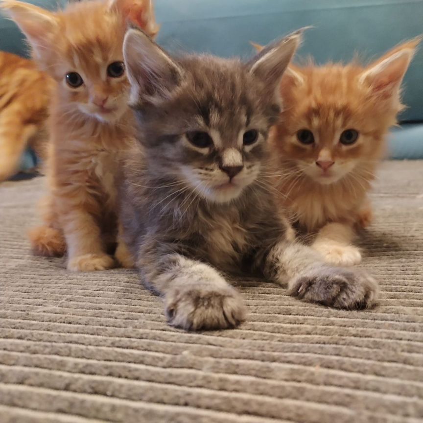 Котята мэйн кун
