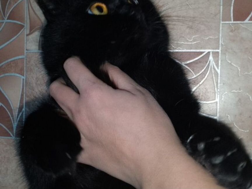 Кошка