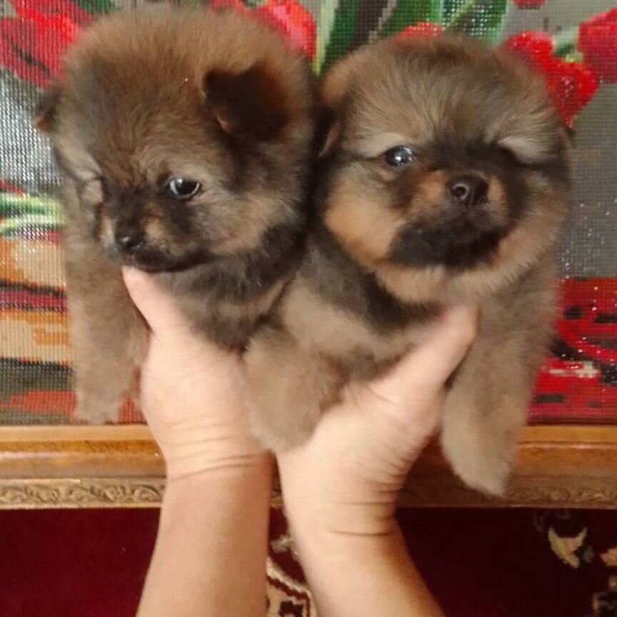 Померанский шпиц