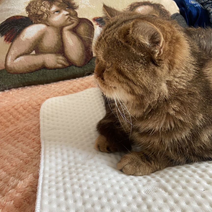 Британская кошка бесплатно