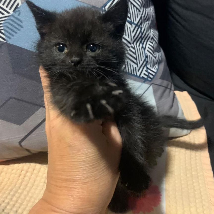 Красавица брюнетка