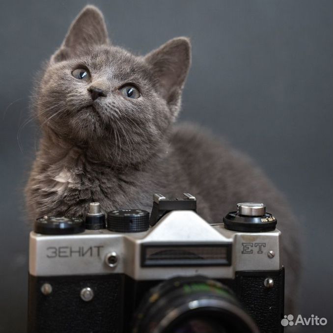 Дакота выжила одна