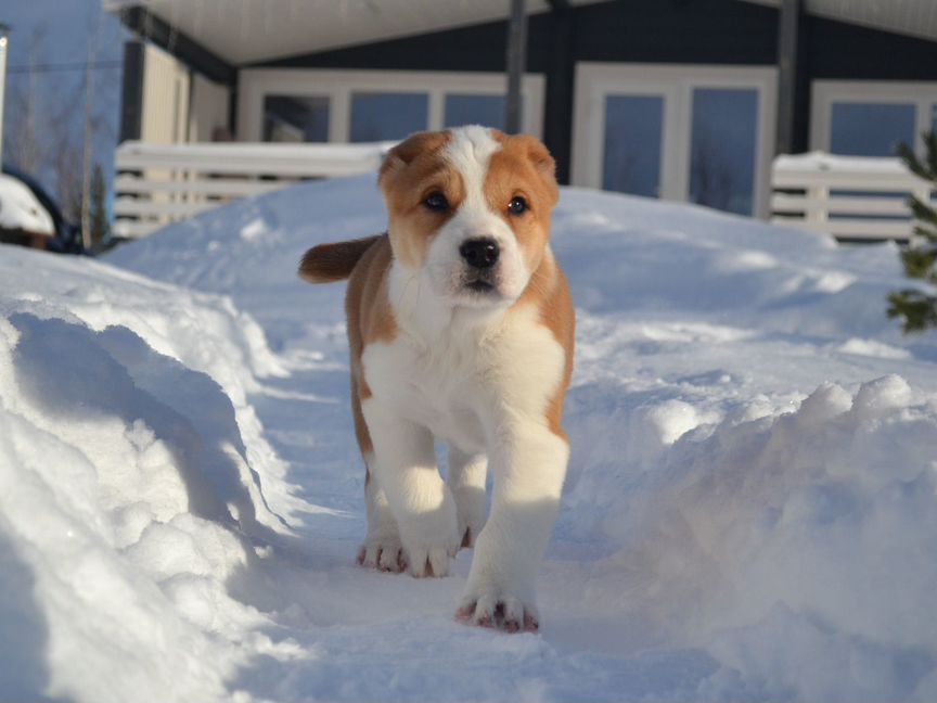 Девочка алабай сао