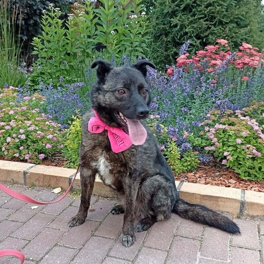 Небольшая, ласковая Глаша