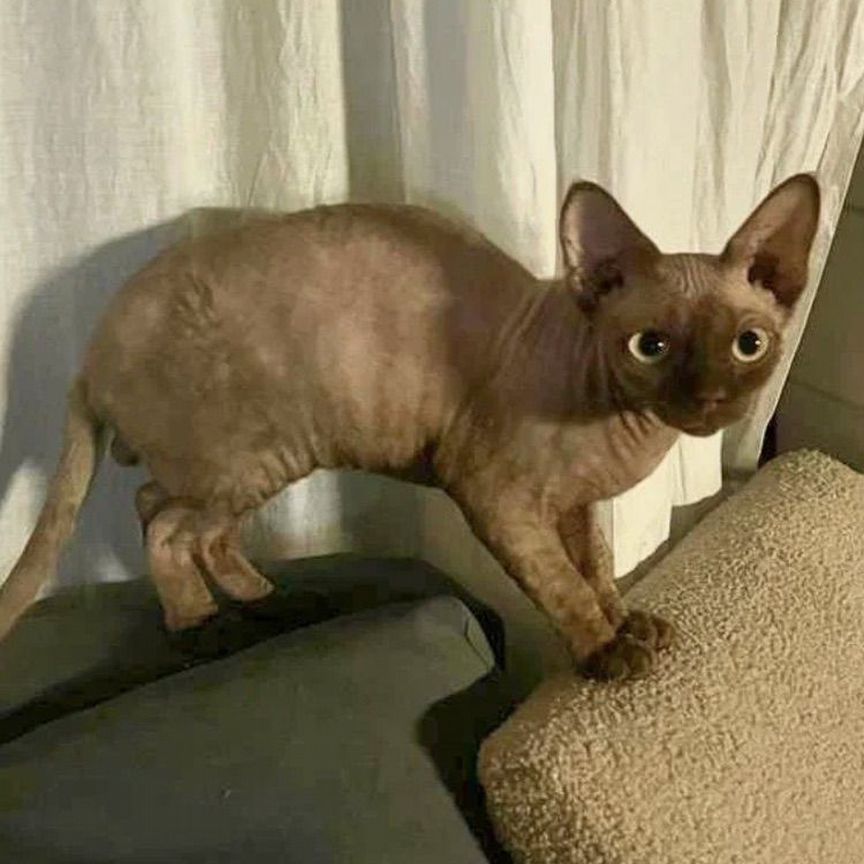 Канадский сфинкс котёнок