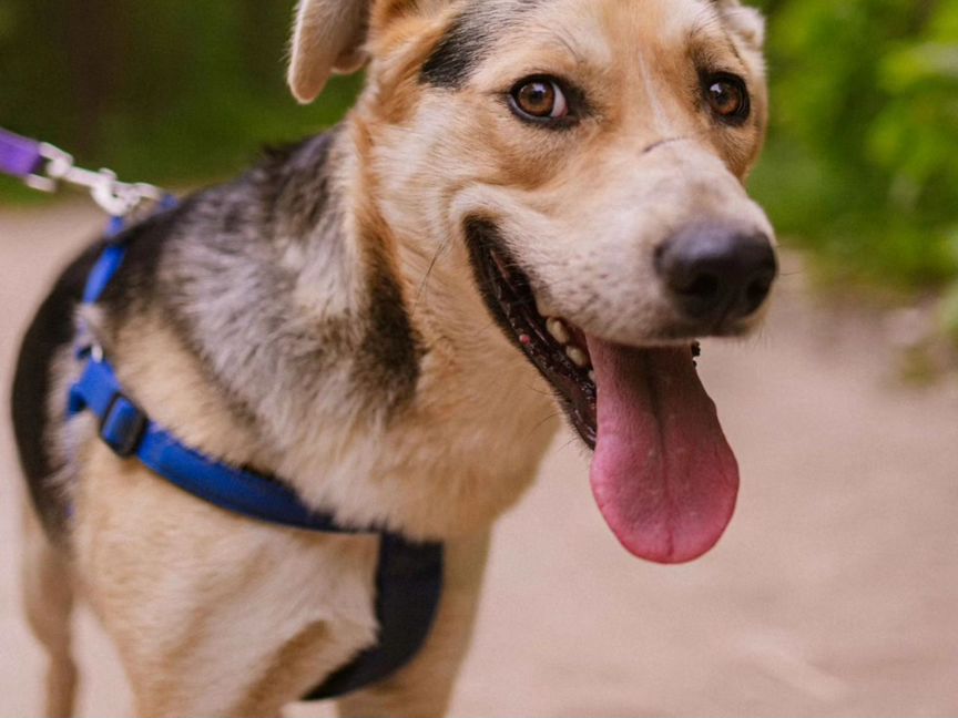 Самый ласковый пёс