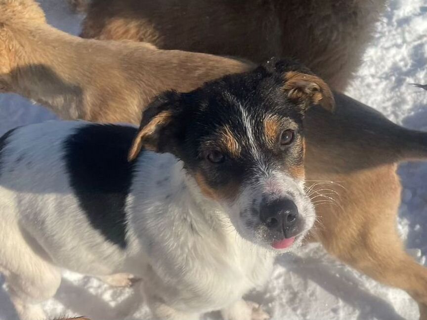 Жизнерадостная Лола ищет своего человека