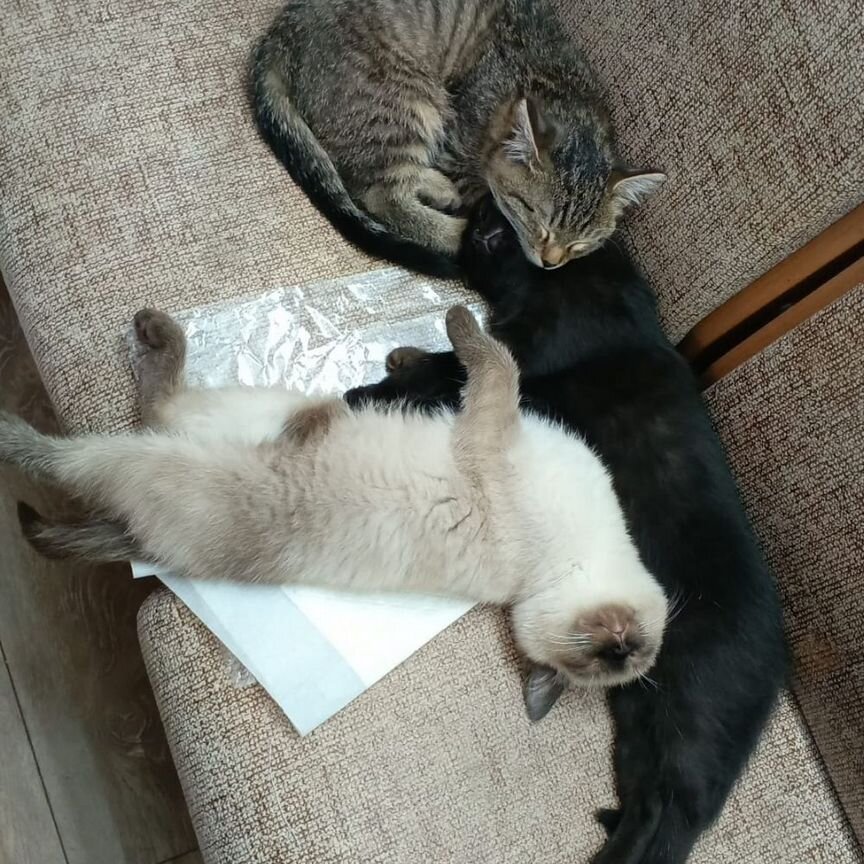 Котейки на радость и счастье в дом