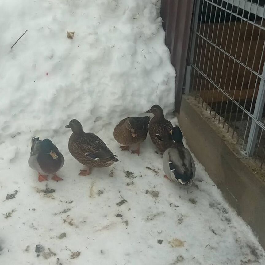 Подсадные утки