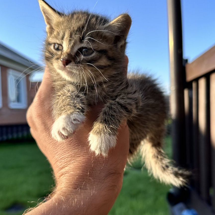 Милые котята в добрые руки