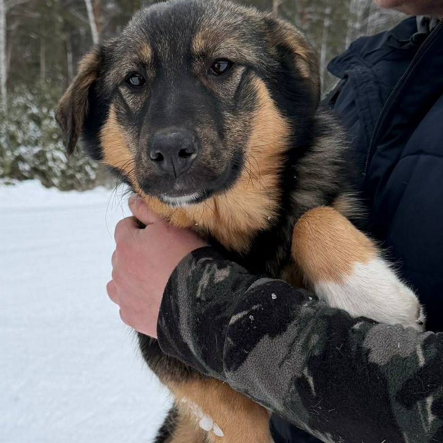 Щенок в добрые руки