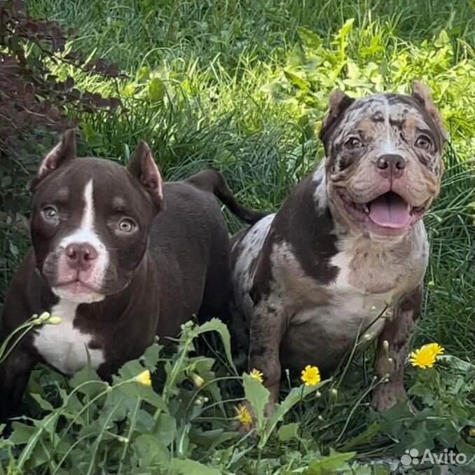 Две красотки булли в шоколадных нарядах