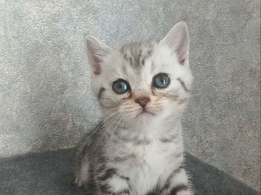 Шотландские вислоухие котята