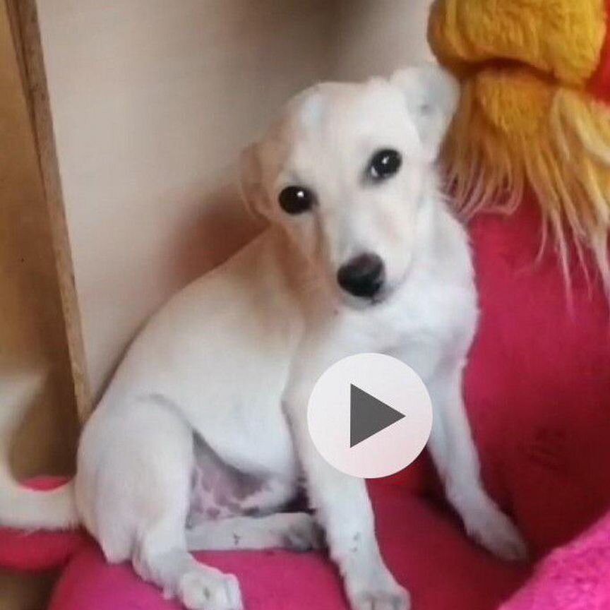 Малышка красавица в добрые руки