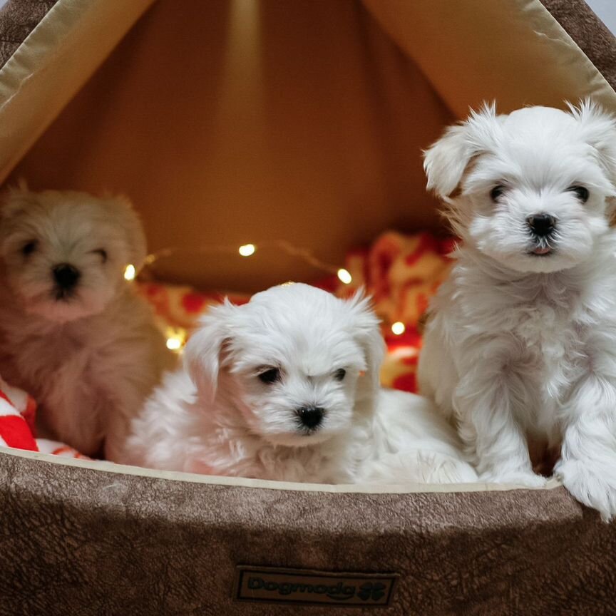 Кукольные мальчики мальтезе