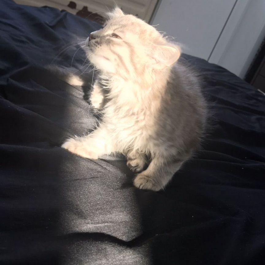 Шотландец прямоухий котёнок