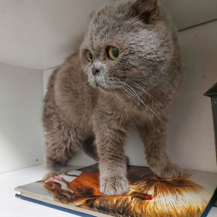 Пристраивается в добрые руки