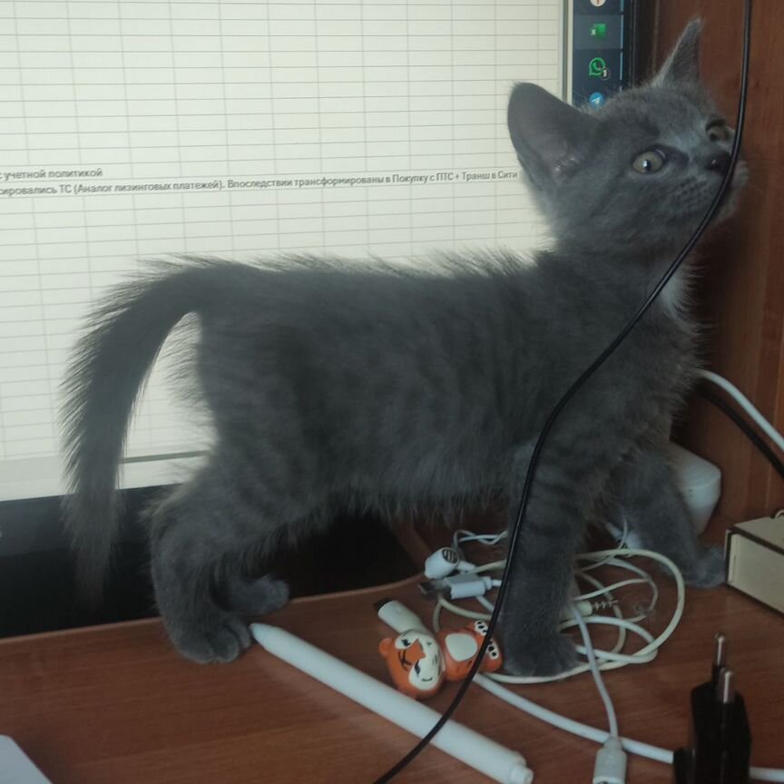 Котенок девочка в добрые руки