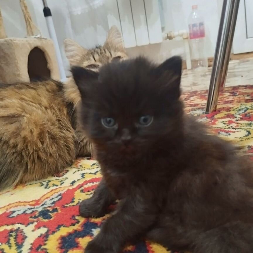 Котята в добрые руки мальчики